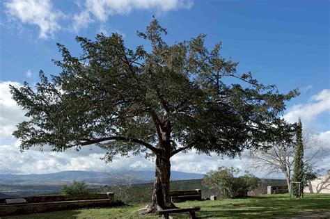 IL MERAVIGLIOSO BOSCO DI SAN ANTONIO NEI PRESSI DI PESCOCOSTANZO IN