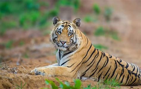 Satpura National Park Satpura Tiger Reserve Madhya Pradesh