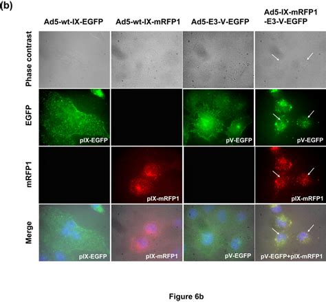 Tracking Of Fluorescently Labeled Adenoviral Particles Fluorescently Download Scientific