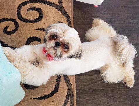 Splooting Has Never Looked So Awkward Kitty And Marley