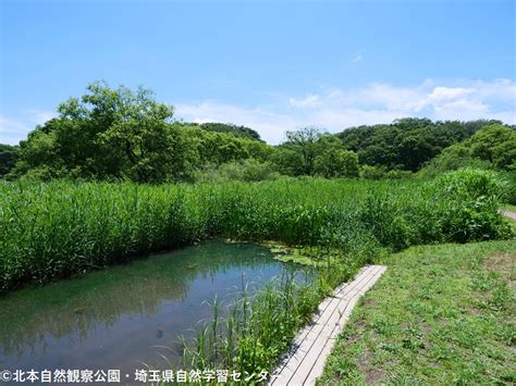 On Twitter Https Saitama Shizen Info