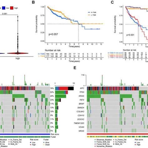 Correlations Between The Risk Score Model And Clinicopathological