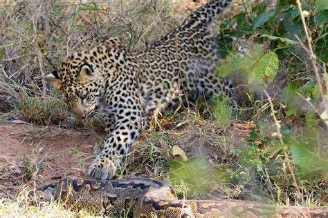 Watch Mama Leopard Teaches Her Cub The Art Of Python Hunting
