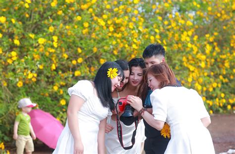 Bâng Khuâng Mùa Hoa Dã Quỳ Báo Dân Tộc Và Phát Triển