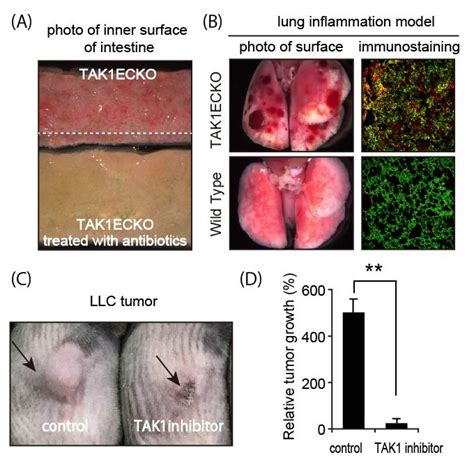 Resist Tak1 Enables Endothelial Cells To Avoid Apoptosis Resou