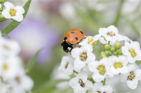 Ladybug Seven Point Red Free Photo On Pixabay