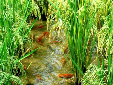 浙报关注｜青田稻鱼共生入选全球最佳减贫案例：产供销统一，稻花香里鱼儿肥