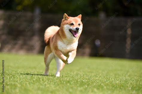 ドッグランで走る柴犬 Stock Photo Adobe Stock