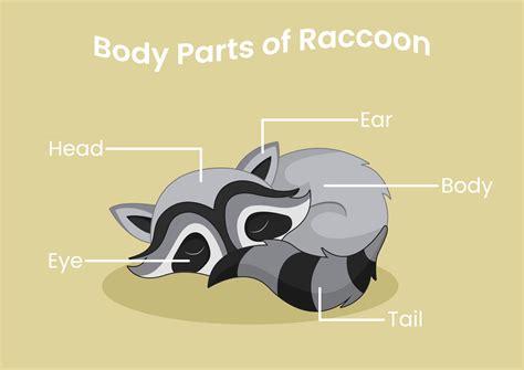 Vector Body Parts Of The Cute Cartoon Raccoon Animals Anatomy In