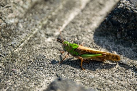 トノサマバッタの一生と平均寿命！成虫と幼虫の冬の過ごし方は？冬越しするの？ Bijoh ビジョー