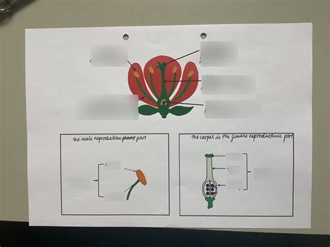 Diagram Of Plant Reproductive Organs Quizlet Diagram Of Plant Reproductive Organs Quizlet