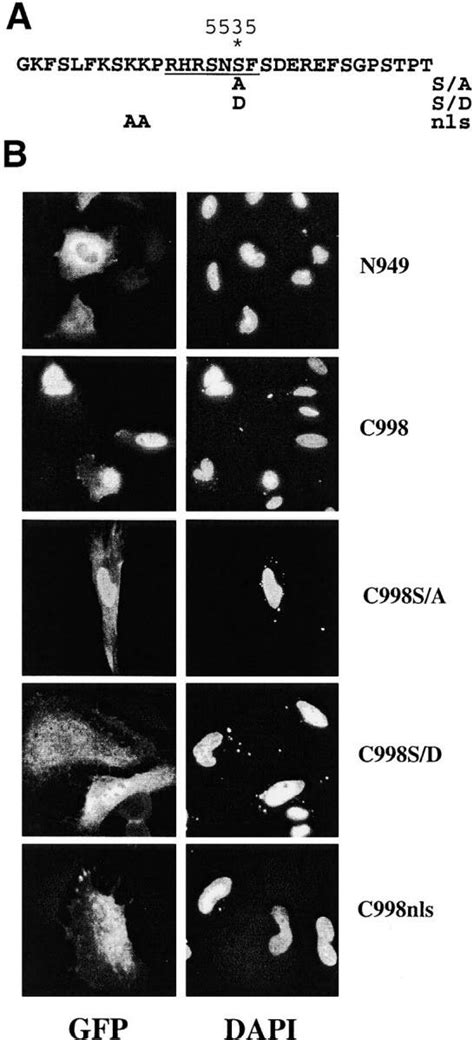 Localization Of The Cooh Terminal Domain Of Ahnak Fused To Egfp Is