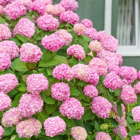 Pink Mophead Hydrangea Plants Express