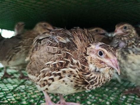 The Ultimate Guide To Raising Coturnix Quails The Happy Chicken Coop