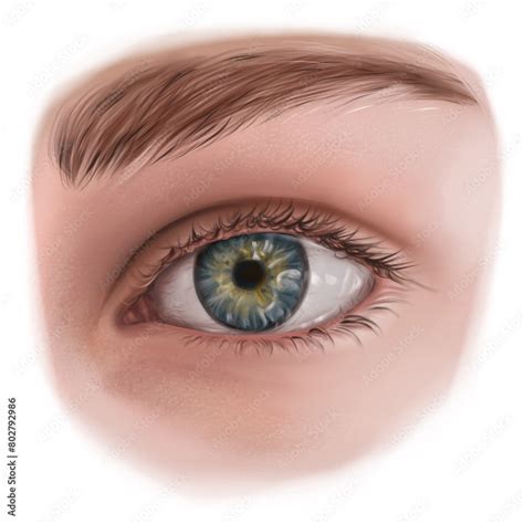 Different Types Of Female Eyes Classic Eye Raster Images Of Eye Shapes Stock Illustration