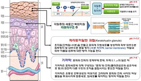 피부 수분저지막의 바른이해세르망 피부정보 네이버 블로그