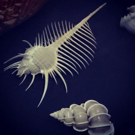 Exotic Shells At Beaty Biodiversity Museum