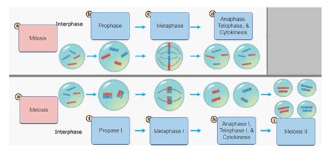 Stages Of Mitosis And Meiosis Diagram Quizlet