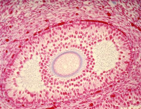 Graafian Folliclelight Micrograph Bild Kaufen 11642401 Science