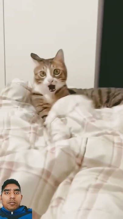 Funny Cats Cat Cats Shorts Youtube