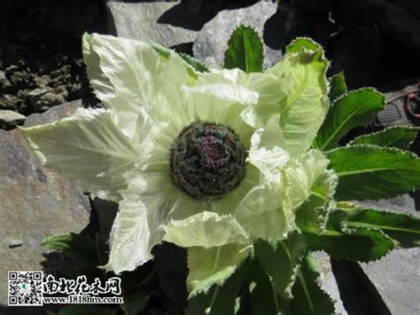 化雪莲图片 一二三年级的雪莲图画 中医莲 第8页 大山谷图库