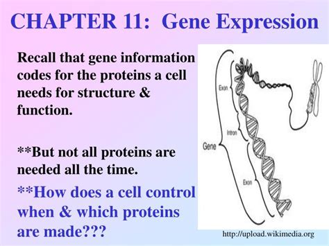 Ppt Chapter Gene Expression Powerpoint Presentation Free