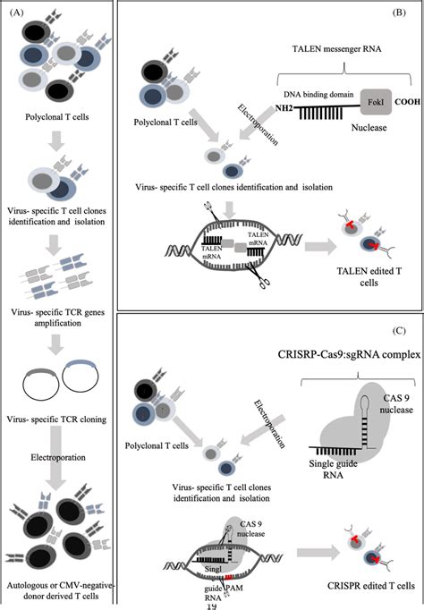 Virus‐specific Engineered T Cells A Generation Of Tcr‐edited T