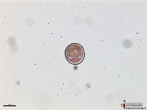 Miracidium Sporocyst Redia Cercaria Metacercaria Monster Hunters Guide To Veterinary