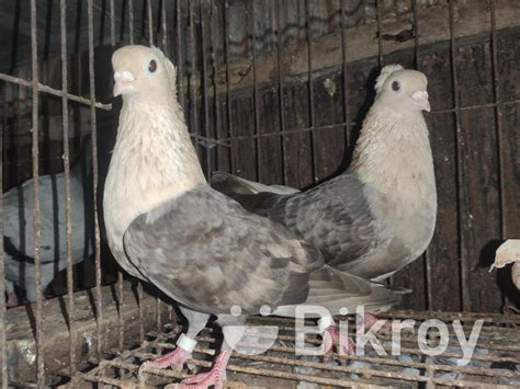 কবুতর বিক্রি করা হবে For Sale In Subid Bazar Bikroy