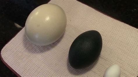 Emu Egg Vs Ostrich Egg