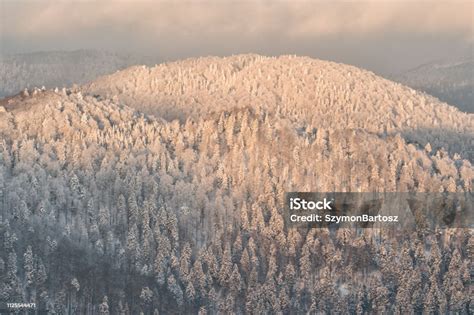 숲이 우거진된 산 봉우리에 눈으로 덮여 Bieszczady 산입니다 폴란드 0명에 대한 스톡 사진 및 기타 이미지 0명
