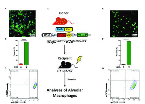 Mafb Crewt R26 Mtmgwt Bone Marrow Derived Macrophages Bmdms Are