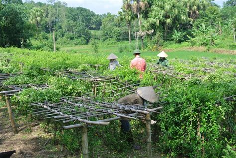 Hà Giang Khát Vọng Trở Thành Vùng Trọng điểm Quốc Gia Về Dược Liệu