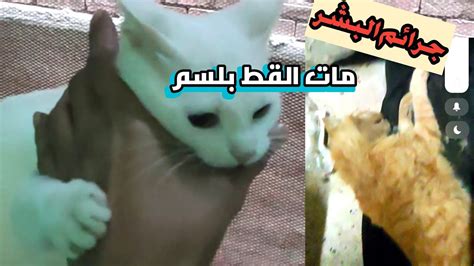 جرائم البشر ضربو القط وحاطولة سم و قط تاني بكا عليه قطط المحقق بامسي