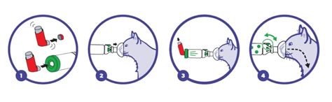 Breatheazy Aerokat Feline Inhalation Chamber With Flow Vu Cat Asthma
