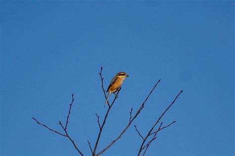 河川敷の小鳥たち まーくんお散歩写真館