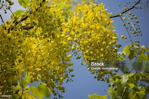Bunga Kuning Kecil Atau Bunga Fistula Cassia Foto Stok Unduh Gambar