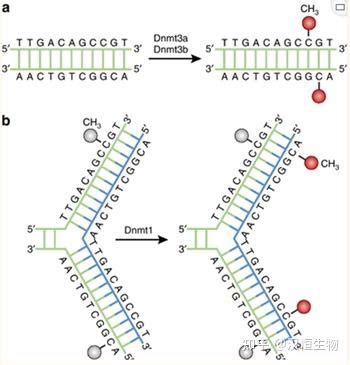 Dna