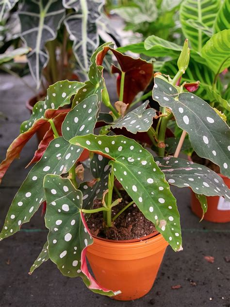 Descubra Como Cultivar E Cuidar Da Beg Nia Em Sua Casa