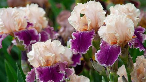 Flowers HouseDigest