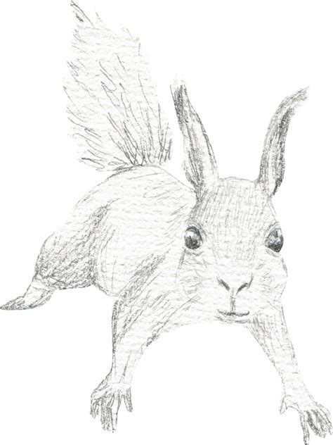 The Drawing Of A Squirrel Running Forward Is Drawn In Pencil PNG