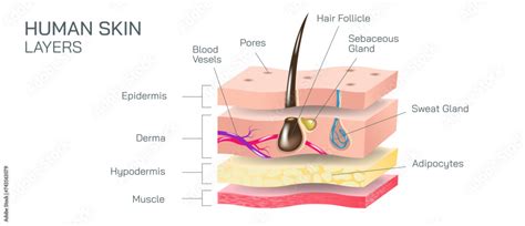 Human Skin Layers Vector Illustration Epidermis Dermis The Hypodermis Are The Main Three