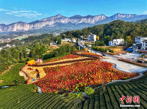 湖北恩施：地肤草换“秋装” 色彩斑斓美如画长江云 湖北网络广播电视台官方网站