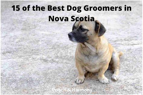 15 Top Dog Groomers In Nova Scotia Pooch And Harmony