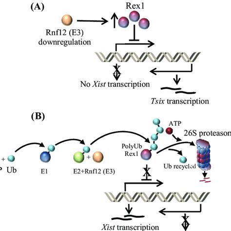 Interaction Of Dna And Histone Modifying Enzymes With The Download