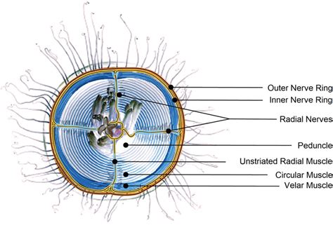 Neuronal Synchronization And Bidirectional Activity Spread Explain