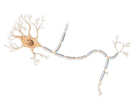 Neuron Anatomy Diagram Quizlet