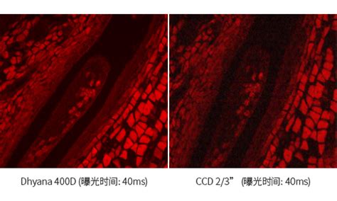 Scmos相机丨鑫图光电前照式显微镜相机dhyana 400d