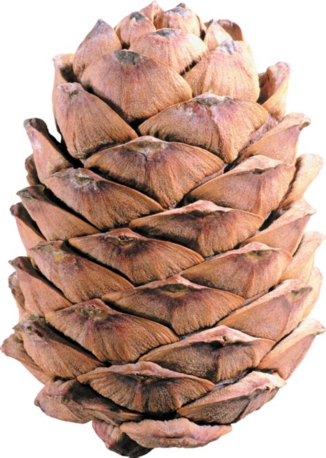 Pine Cone Png