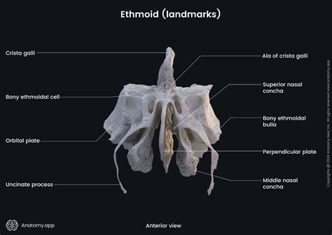 Ethmoid Bone Anatomyapp